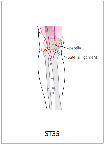 족양명위경 (ST) > ST35 독비 (犢鼻) - 오케파파(OKePaPa)의 세상