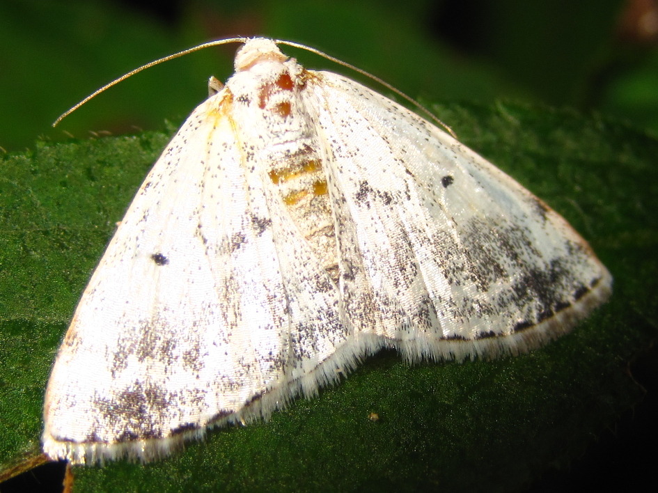 흑점박이흰가지나방 Lomographa temerata