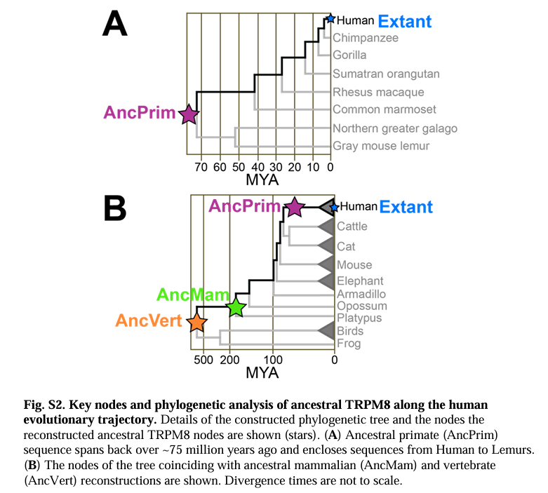 Evidence that the cold- and menthol-sensing functions of the human ...