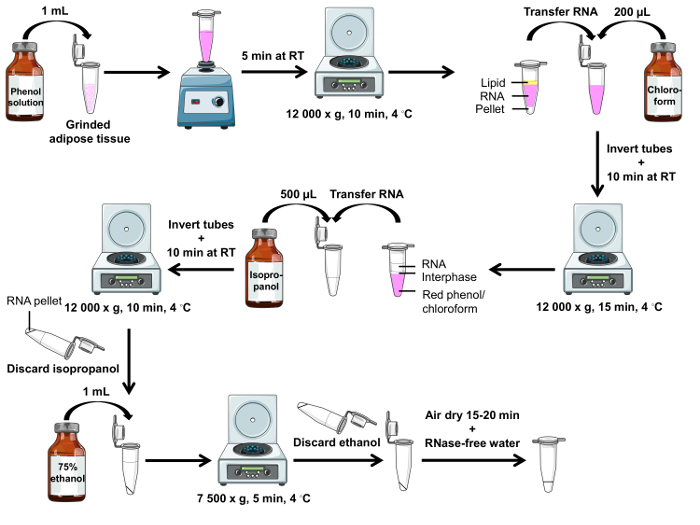 RNA isolation (TRIzol 사용 방법)