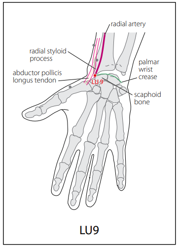 수태음폐경 (LU) > LU9 태연 (太淵) - 오케파파(OKePaPa)의 세상