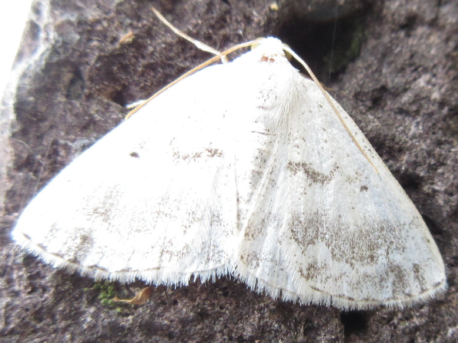 흑점박이흰가지나방 Lomographa temerata