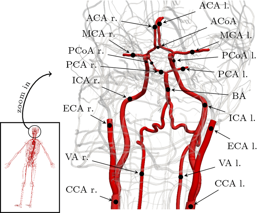 TCD 검사방법 중 경목 측정법(CCA, ICA, ECA 측정방법과 주의점)