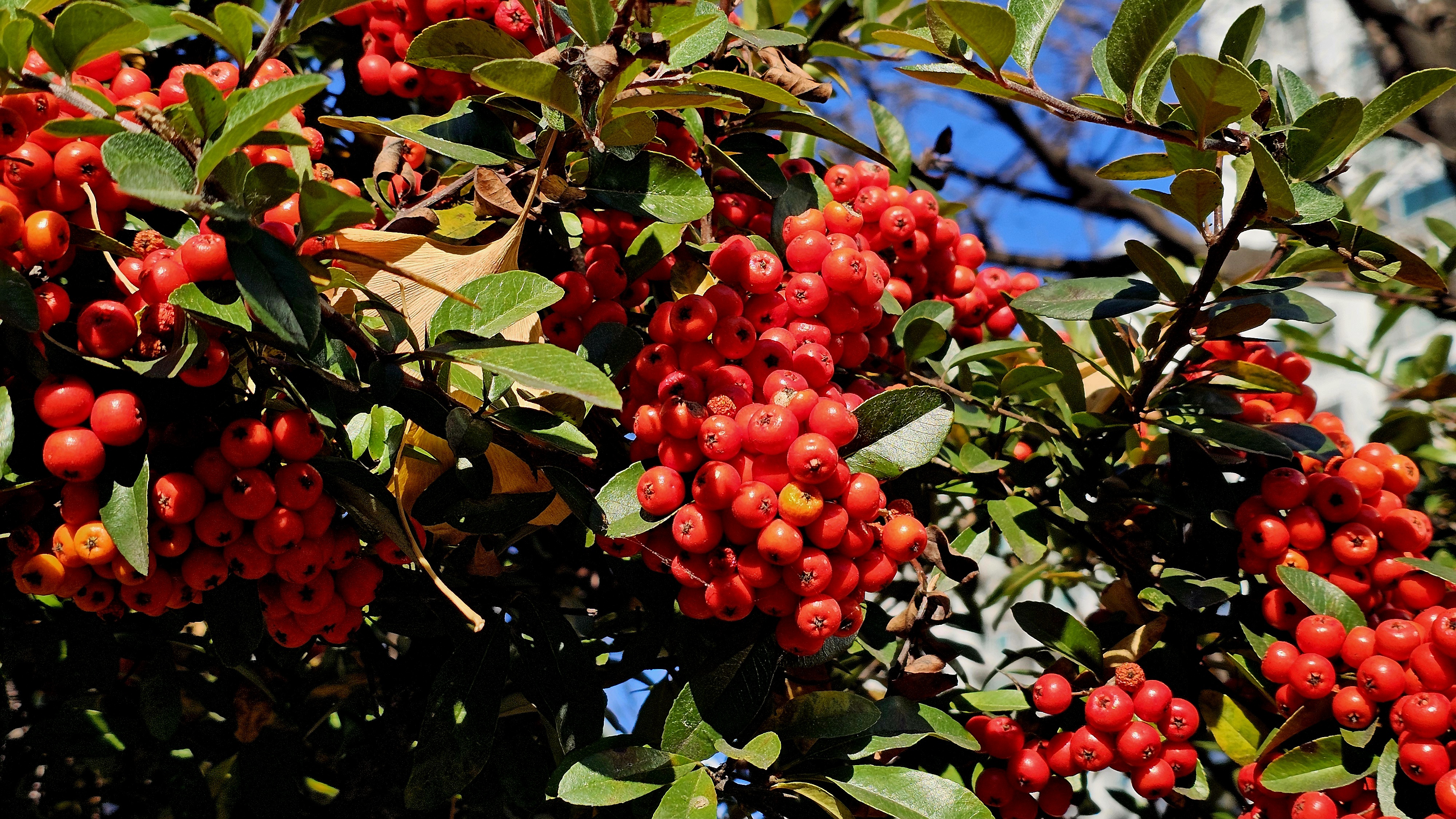 [대구수목원] 산후어헐 부인병 이질을 제거하는 피라칸타(피라칸다,피라칸사,피라칸사스)[적양자],열매,효능