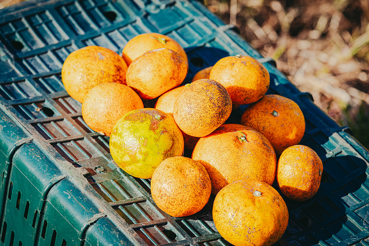 🍊 제주 직송! 노지 고당도 타이벡 조생 감귤 - 📦 4.5kg / 9kg